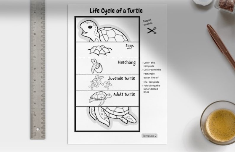 Foldable Turtle Life Cycle Learning Activity for Kids | A4 and 11x8.5 ...