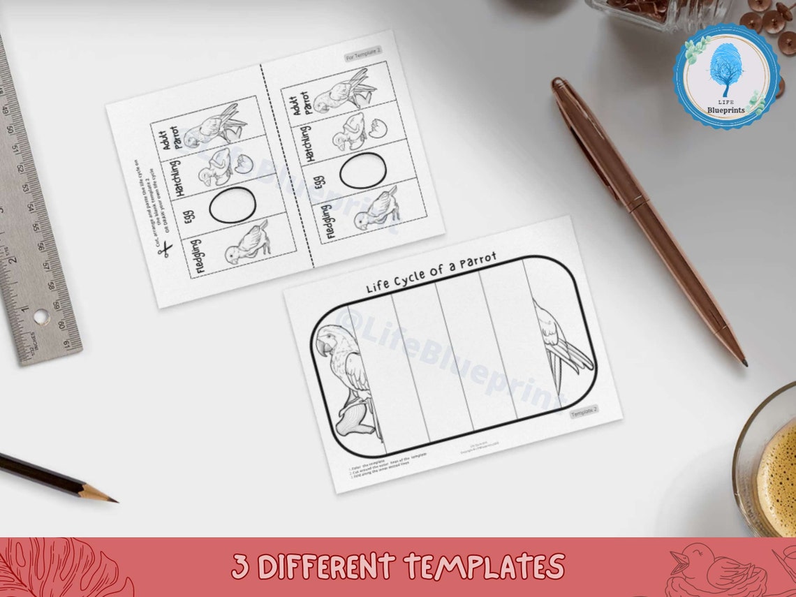 Foldable Parrot Life Cycle Learning Activity for Kids | A4 and 11x8.5 ...