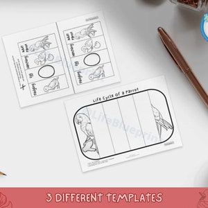 Foldable Parrot Life Cycle Learning Activity for Kids | A4 and 11x8.5 ...