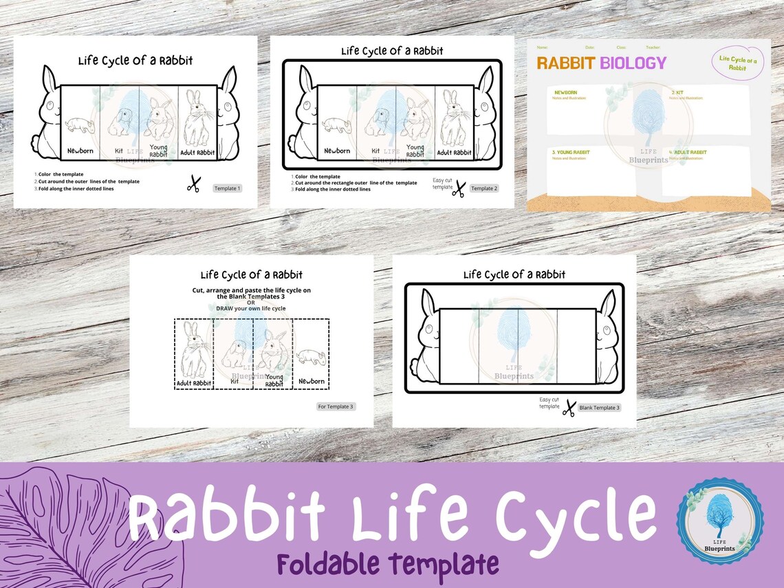 Rabbit Life Cycle Foldable Learning Activity for Kids A4 and 11x8.5 ...