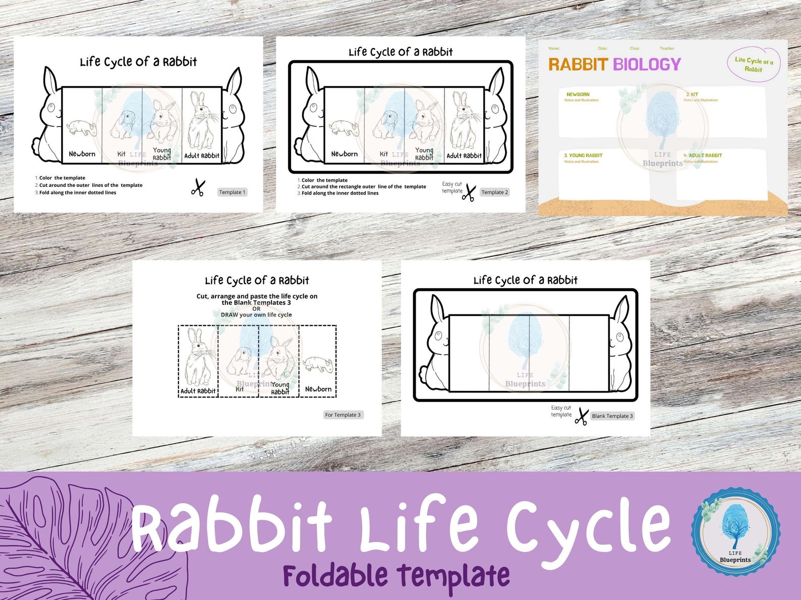 Rabbit Life Cycle Foldable Learning Activity for Kids | A4 and 11x8.5 ...