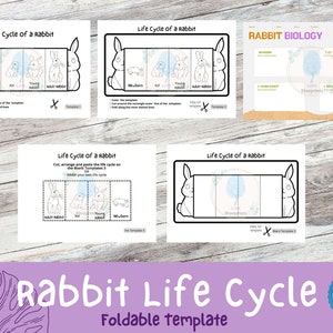 Rabbit Life Cycle Foldable Learning Activity for Kids | A4 and 11x8.5 ...