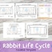 Rabbit Life Cycle Foldable Learning Activity for Kids | A4 and 11x8.5 ...