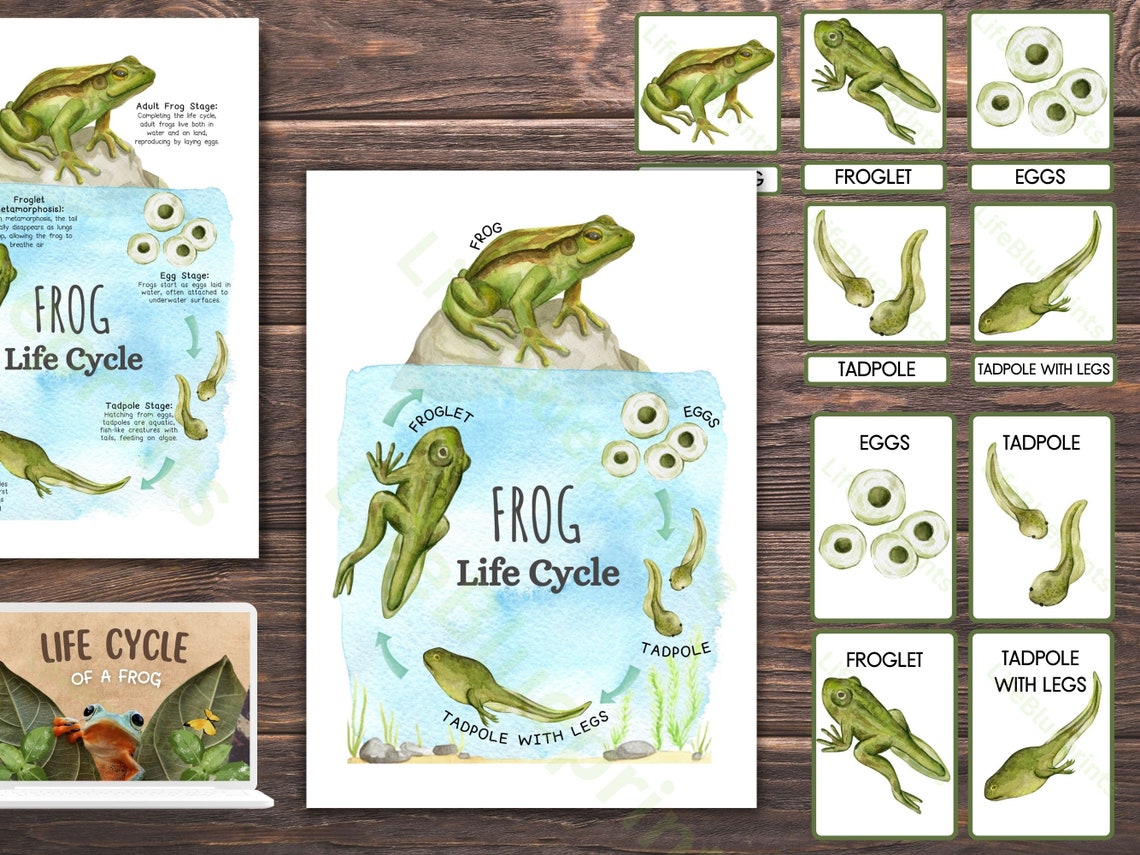 Frog Life Cycle Poster, Flashcards, Lesson Slides Nature Study, Science ...