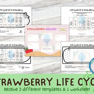 Foldable Strawberry Life Cycle Learning Activity for Kids | A4 and 11x8 ...