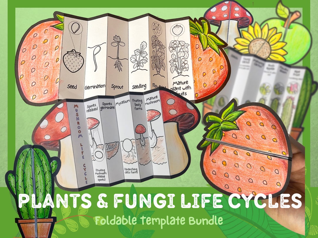 Life Cycle of Plants & Fungi Bundle of 6 | Mushroom, Fruits Flowers ...