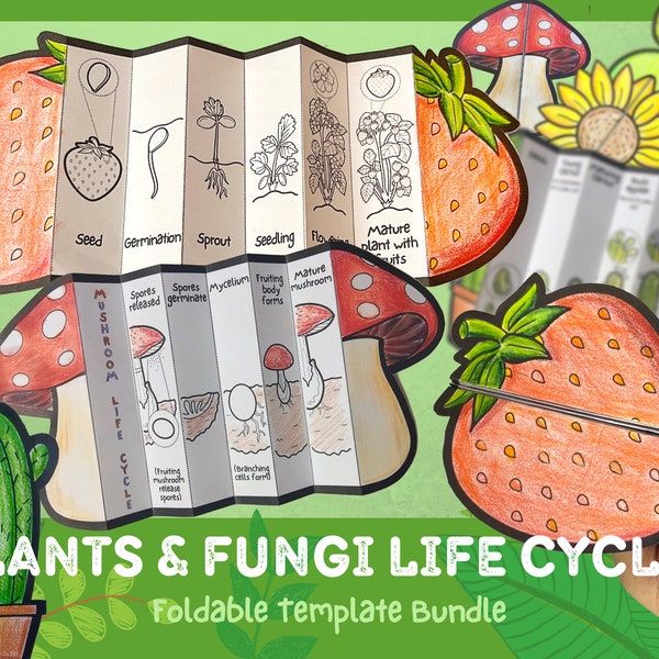 Foldable Seahorse Life Cycle Learning Activity for Kids Marine Life ...