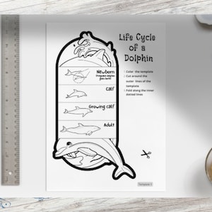 Foldable Dolphin Life Cycle Learning Activity for Kids A4 and 11x8.5 ...