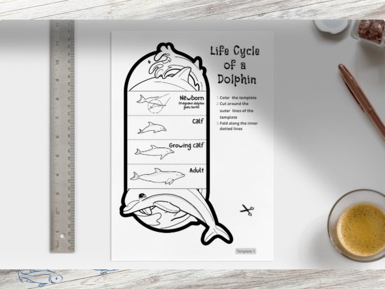 Foldable Dolphin Life Cycle Learning Activity for Kids A4 and 11x8.5 ...