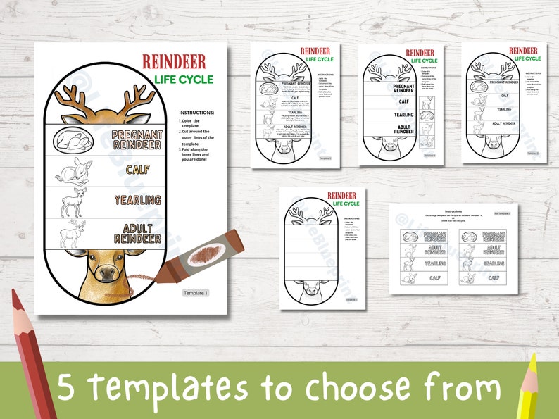 REINDEER Life Cycle Foldable Template Christmas Activities, Christmas ...