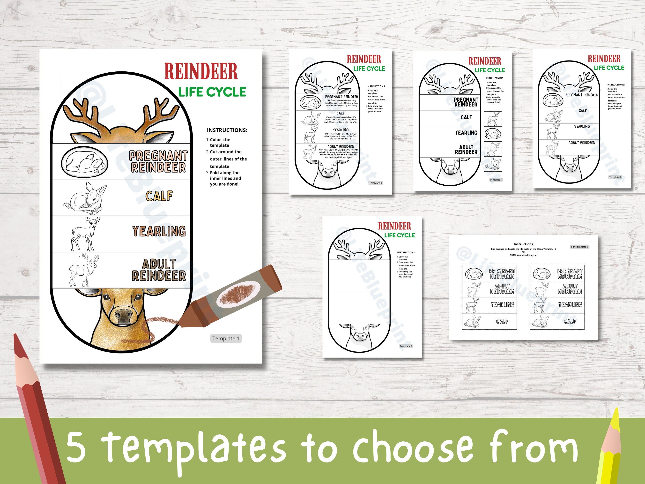 REINDEER Life Cycle Foldable Template Christmas Activities, Christmas ...