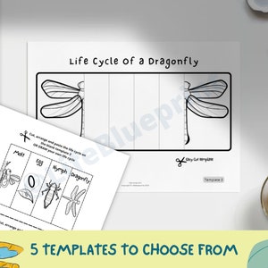 Foldable Dragonfly Life Cycle Learning Activity for Kids A4 and 11x8.5 ...