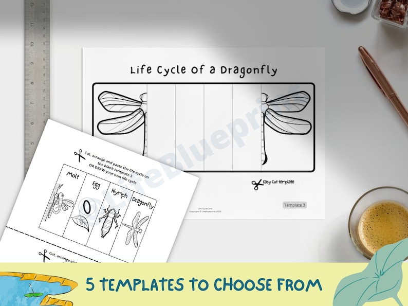 Foldable Dragonfly Life Cycle Learning Activity for Kids A4 and 11x8.5 ...