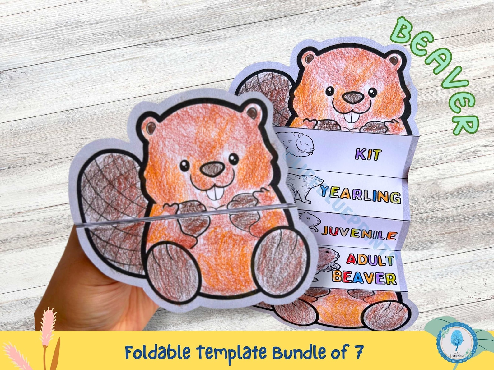 POND BIOME Life Cycle Bundle of 7 Templates | Discounts With Bundle ...