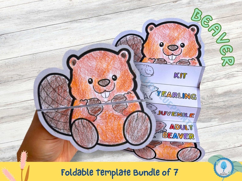 POND BIOME Life Cycle Bundle of 7 Templates Discounts With Bundle ...