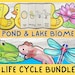 POND BIOME Life Cycle Bundle of 7 Templates | Discounts With Bundle ...