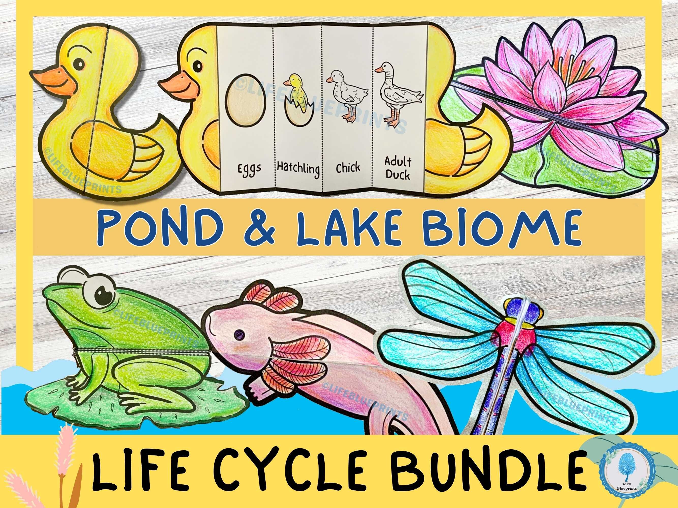 POND BIOME Life Cycle Bundle of 7 Templates Discounts With Bundle ...
