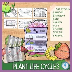 Foldable Life Cycle Bundle of 35 Templates | Discounts With Bundle ...