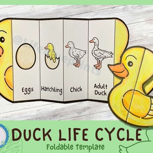 Foldable Duck Life Cycle Learning Activity for Kids | A4 and 11x8.5 ...