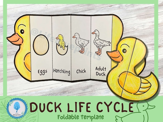 Duck Life Cycle Duck Life Cycle Book Recommendations And Lesson Ideas.