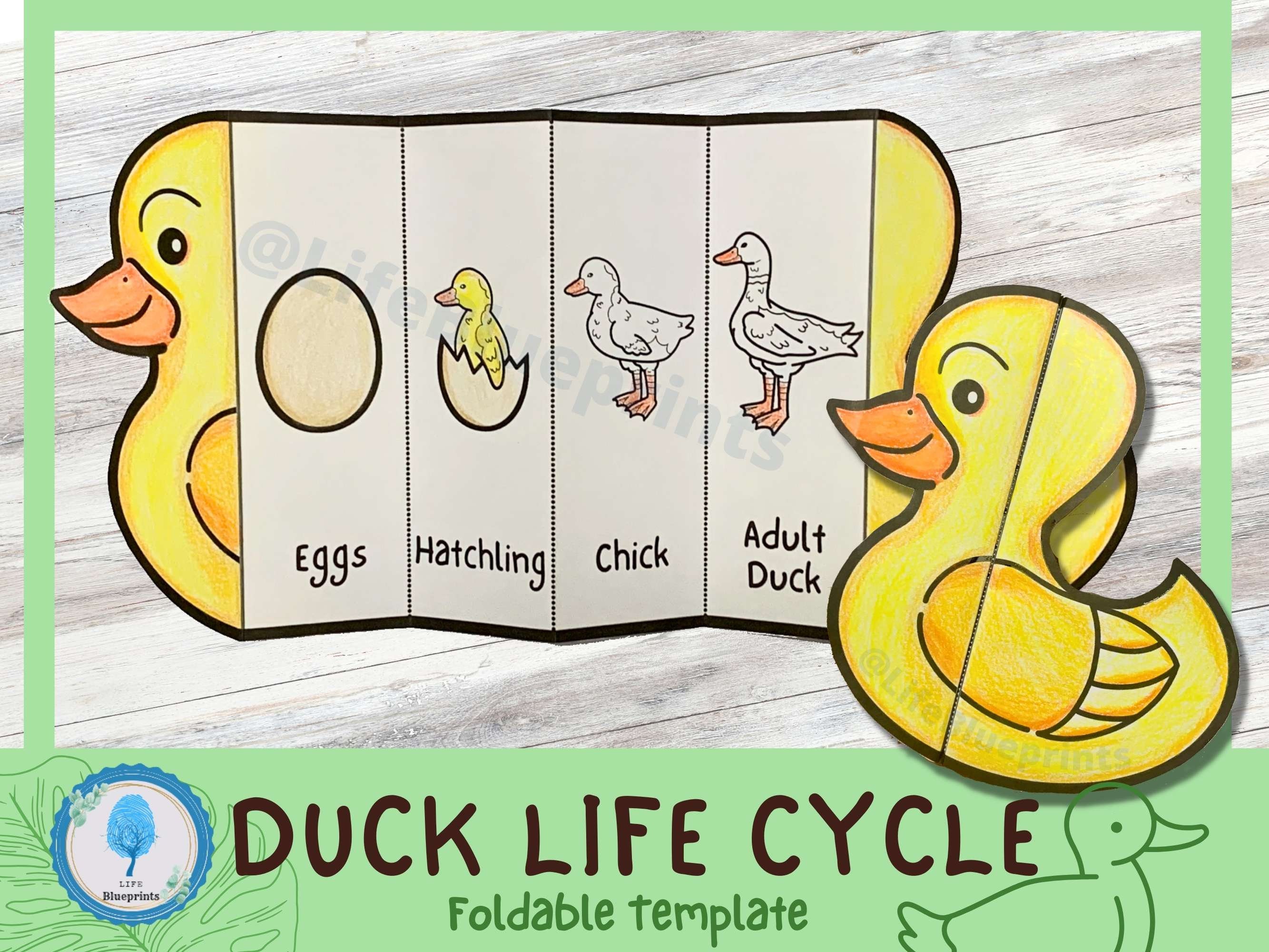 Foldable Duck Life Cycle Learning Activity for Kids | A4 and 11x8.5 ...