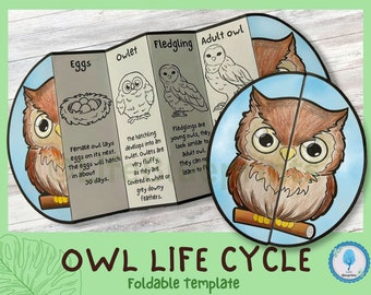 Life Cycle of an Owl Foldable Kids' Science Craft Printable PDF A4 and ...