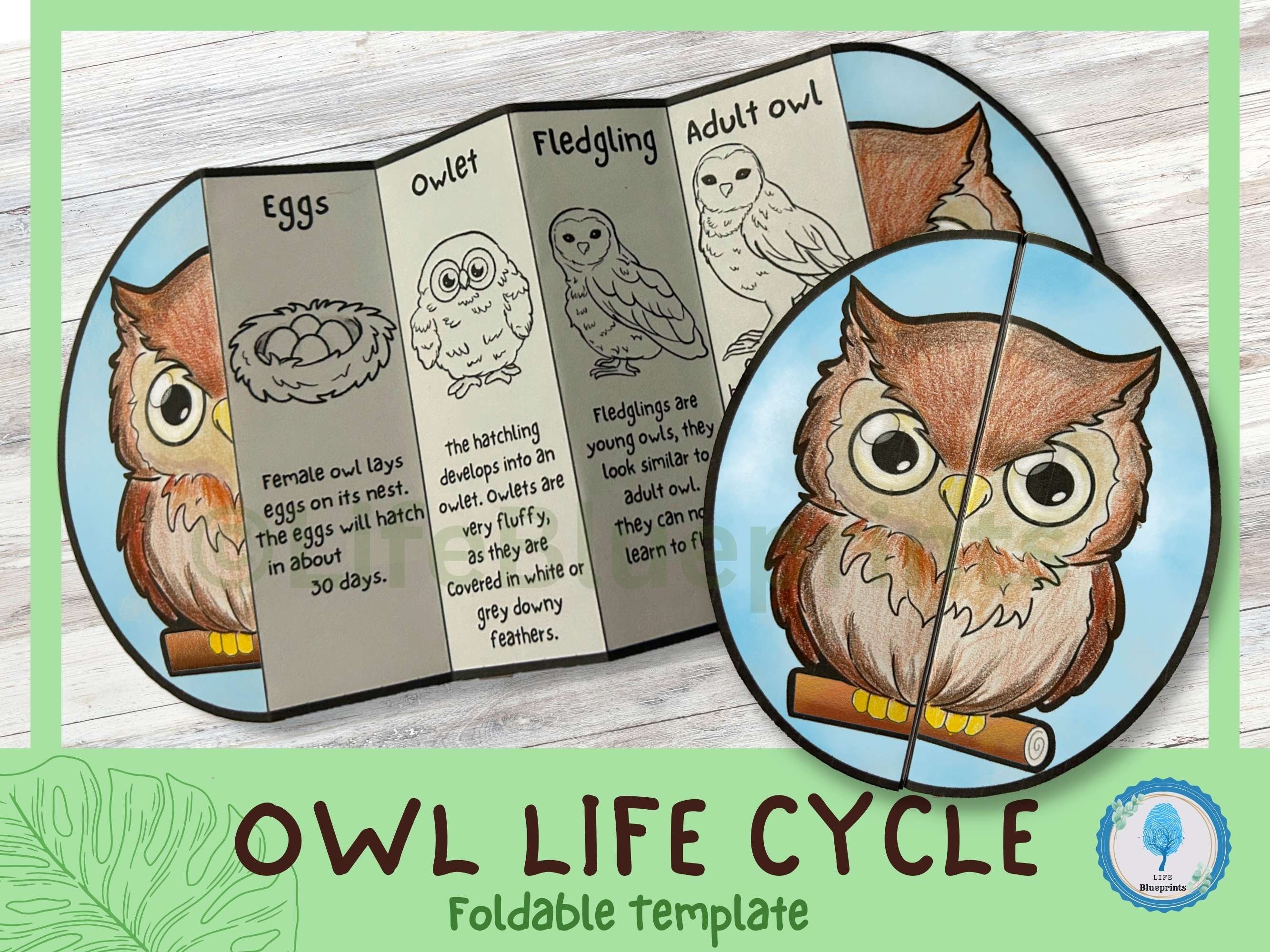 Foldable Owl Life Cycle Learning Activity for Kids | Perfect Halloween ...