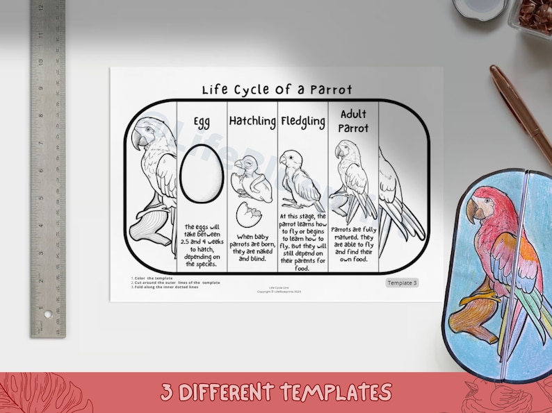 Foldable Parrot Life Cycle Learning Activity for Kids A4 and - Etsy