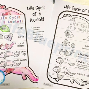 Axolotl Life Cycle Foldable | Amphibian Life Cycle Learning Activity ...
