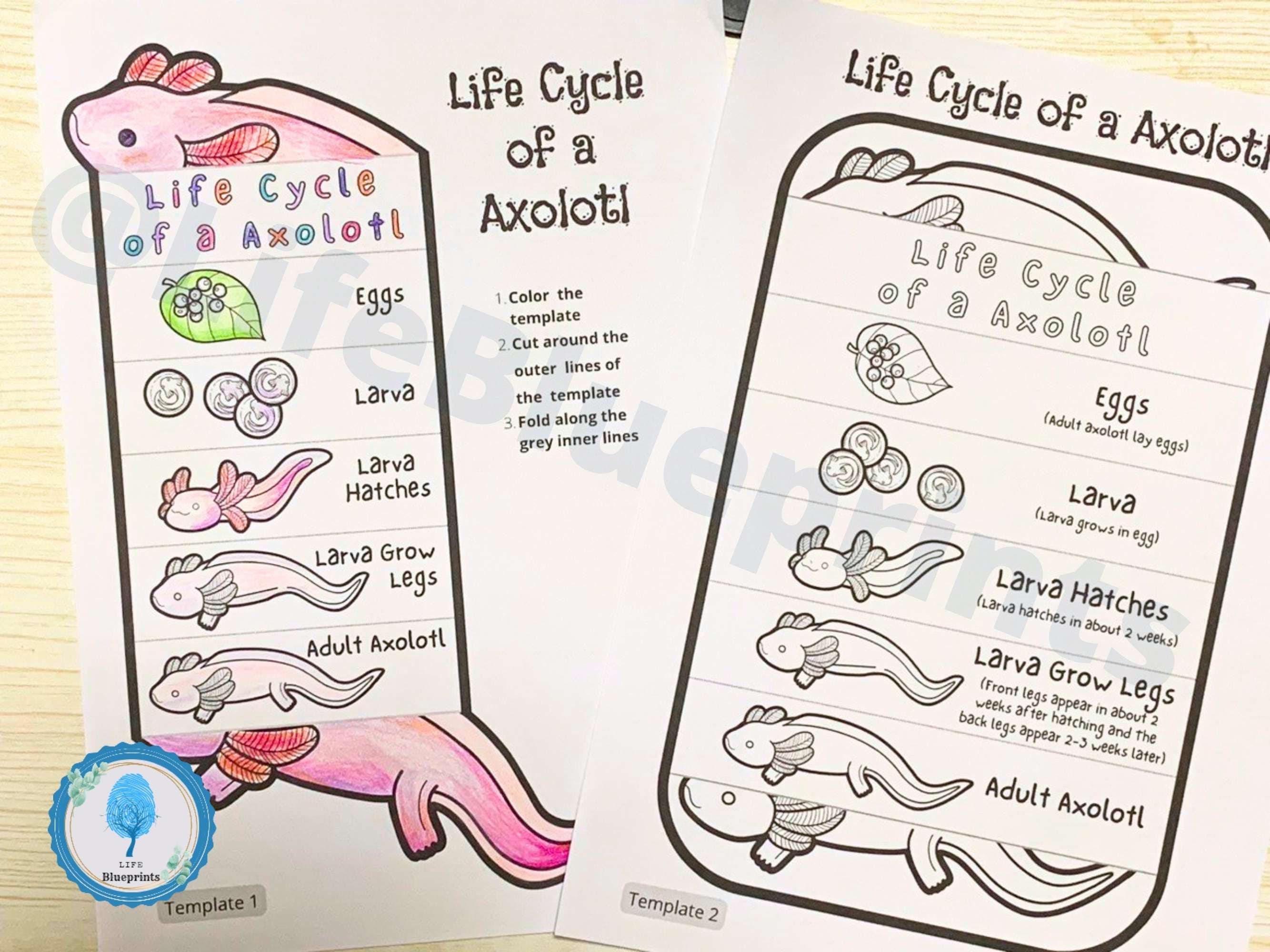 Ciclo de vida de Axolotl plegable / Ciclo de vida de anfibios Actividad ...