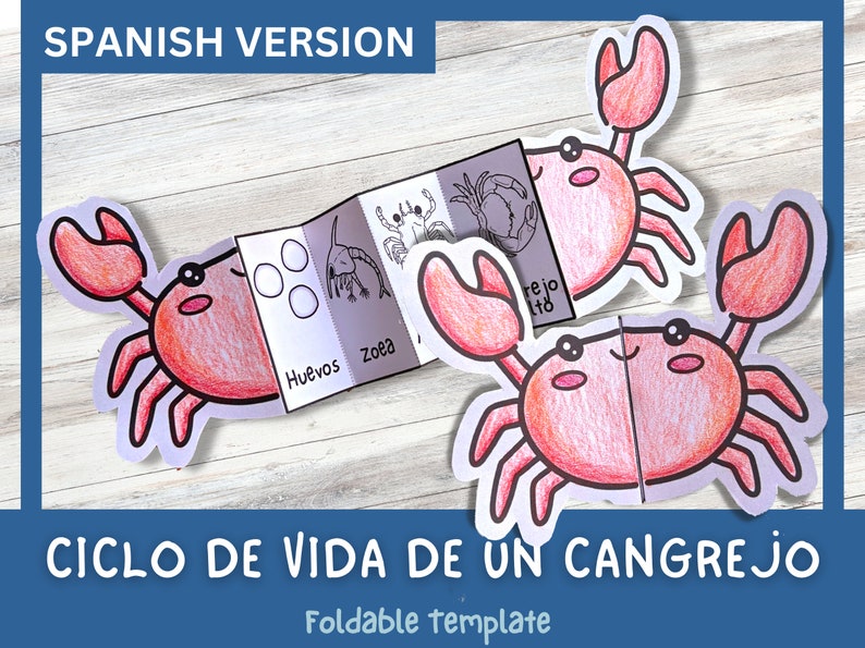 SPANISH Crab Life Cycle Learning Activity for Kids Montessori Learning ...