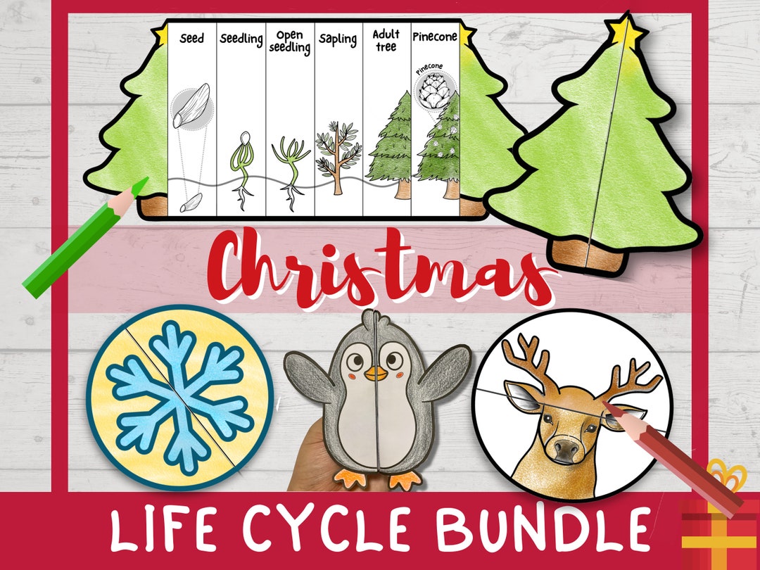 CHRISTMAS Life Cycle Bundle of 4 Templates Christmas Tree Life Cycle ...