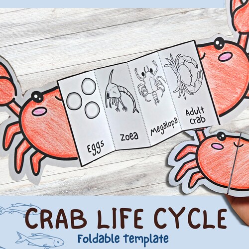 Crab Life Cycle Learning Activity for Kids A4 and 11x8.5 - Etsy