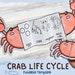 Crab Life Cycle Learning Activity for Kids A4 and 11x8.5 Inch Digital ...