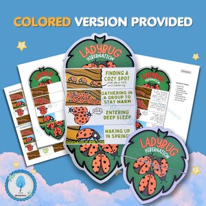 Ladybugs Hibernation Foldable Activity | Winter Sleep Study ...