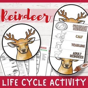 REINDEER Life Cycle Foldable Template Christmas Activities, Christmas ...