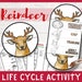 REINDEER Life Cycle Foldable Template Christmas Activities, Christmas ...