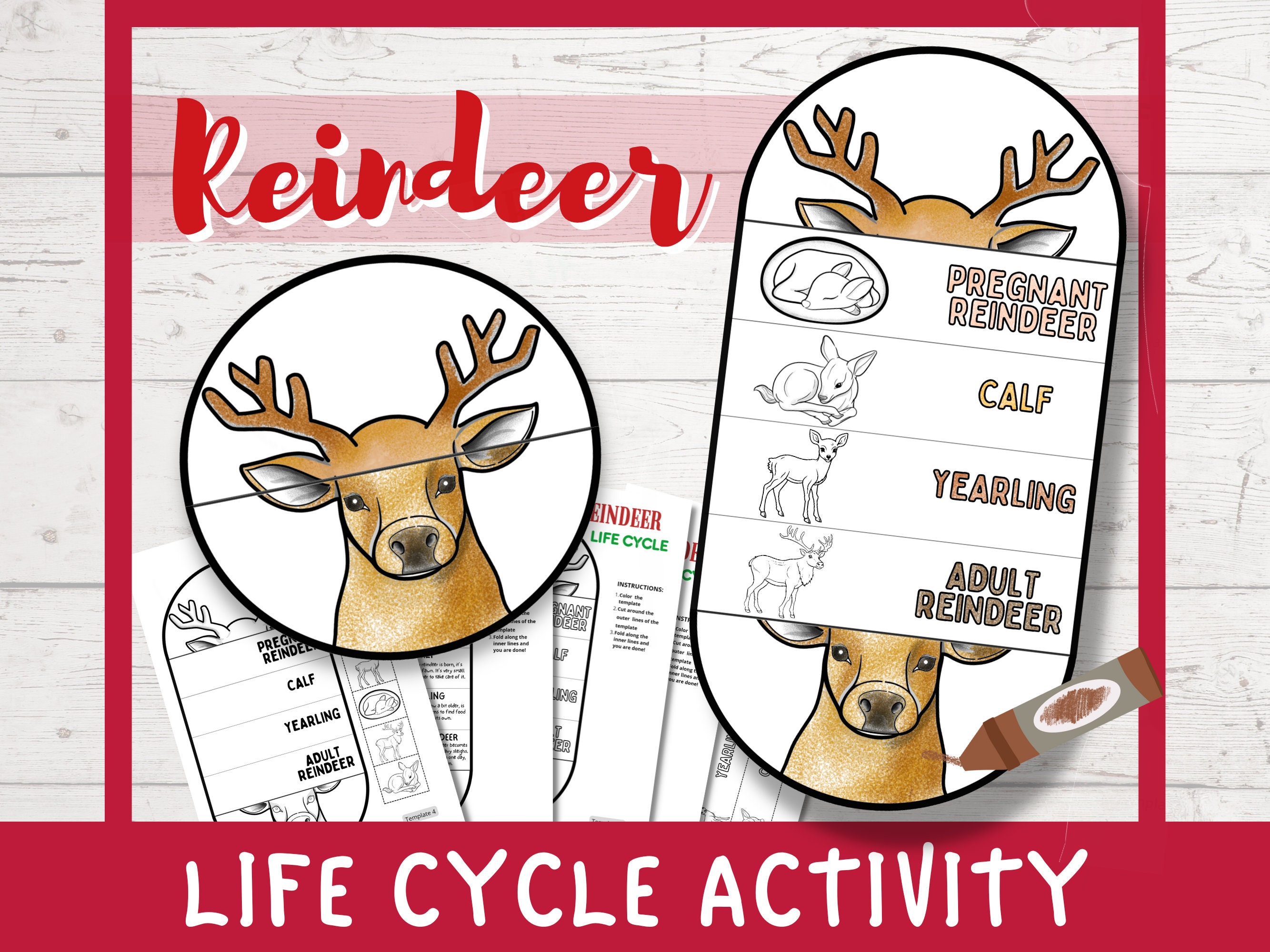 REINDEER Life Cycle Foldable Template Christmas Activities, Christmas ...