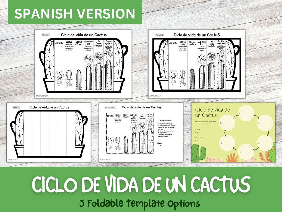 SPANISH Life Cycle of a Cactus Plant Foldable Life Cycle Craft Digital ...