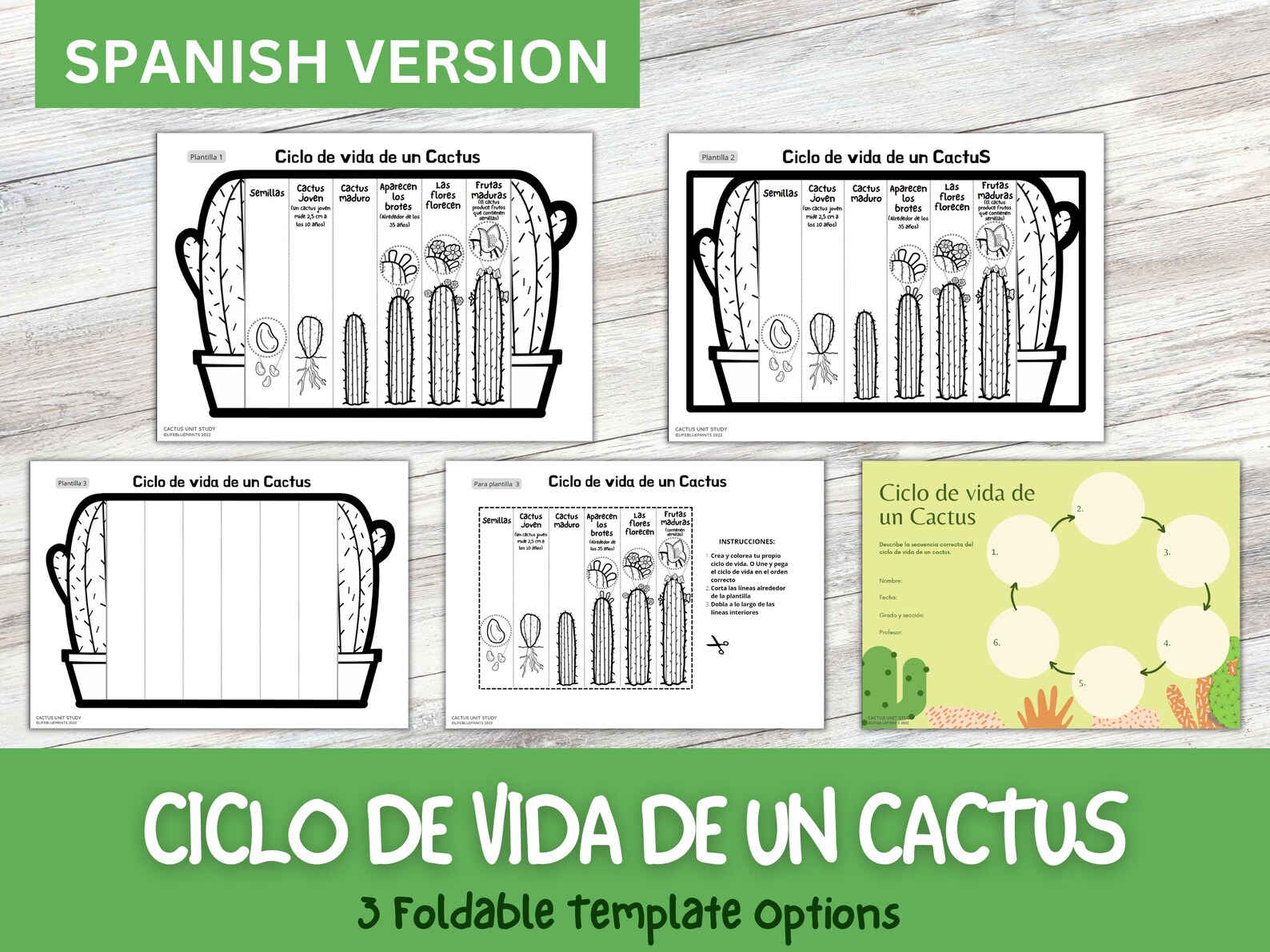 SPANISH Life Cycle of a Cactus Plant Foldable Life Cycle Craft Digital ...
