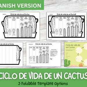 SPANISH Life Cycle of a Cactus Plant | Foldable Life Cycle Craft ...