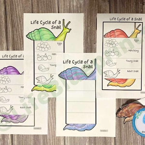 Foldable Snail Life Cycle Learning Activity for Kids | A4 and 11x8.5 ...
