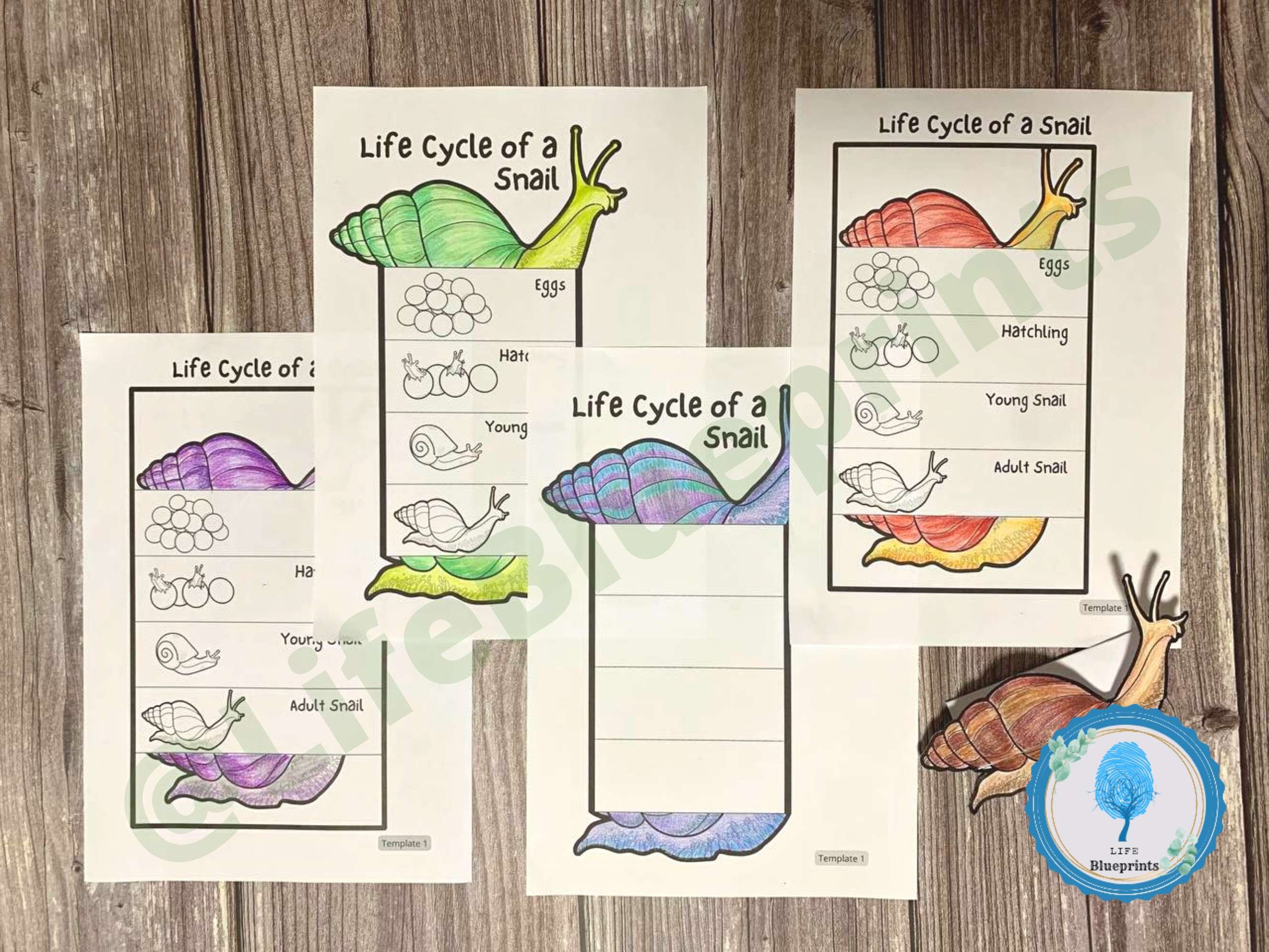 Foldable Snail Life Cycle Learning Activity for Kids A4 and 11x8.5 Inch ...