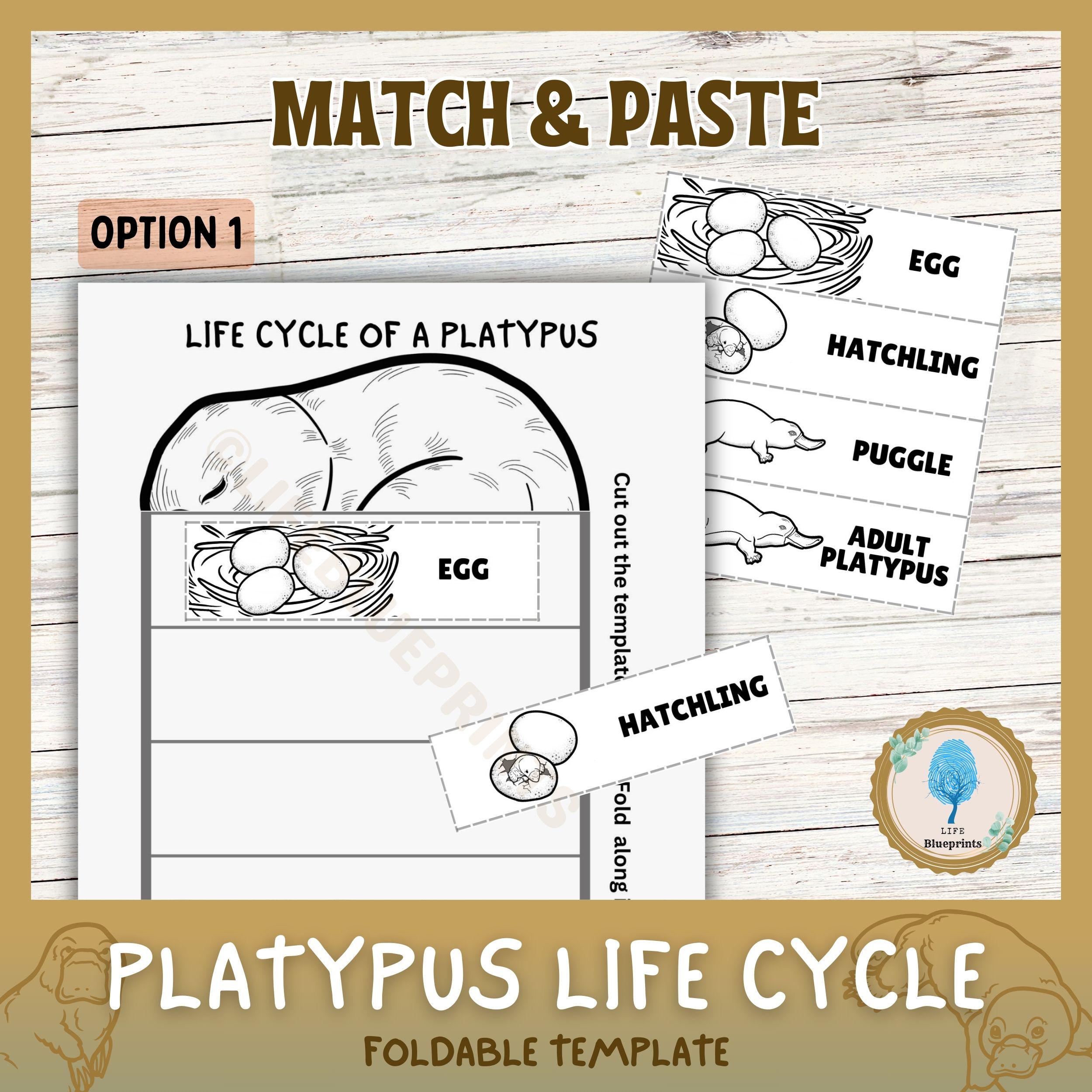Platypus Life Cycle Science Activity for Kids | Foldable Craft ...
