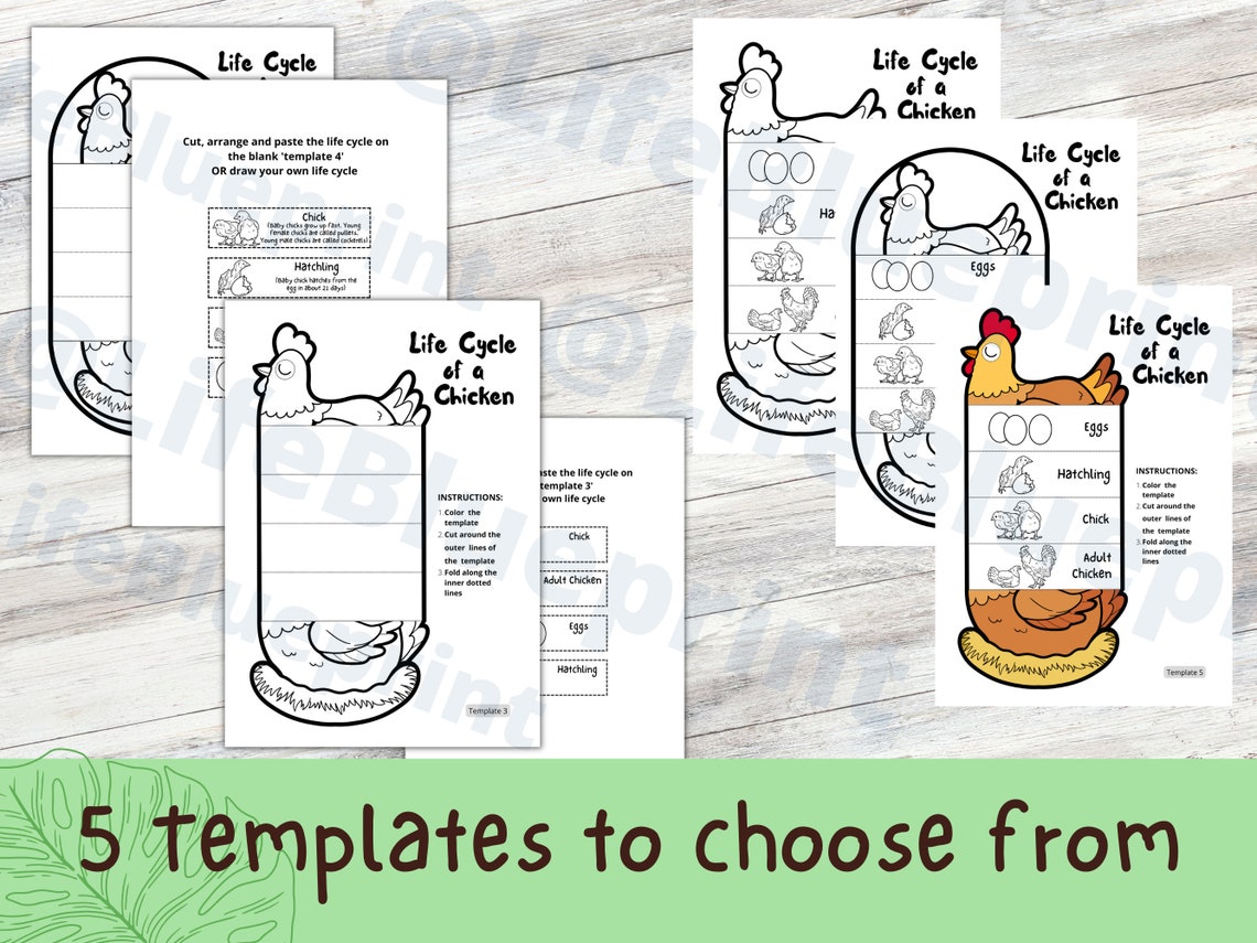 Foldable Chicken Life Cycle Learning Activity for Kids A4 - Etsy Singapore