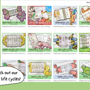 Crab Life Cycle Learning Activity for Kids | A4 and 11x8.5 Inch ...