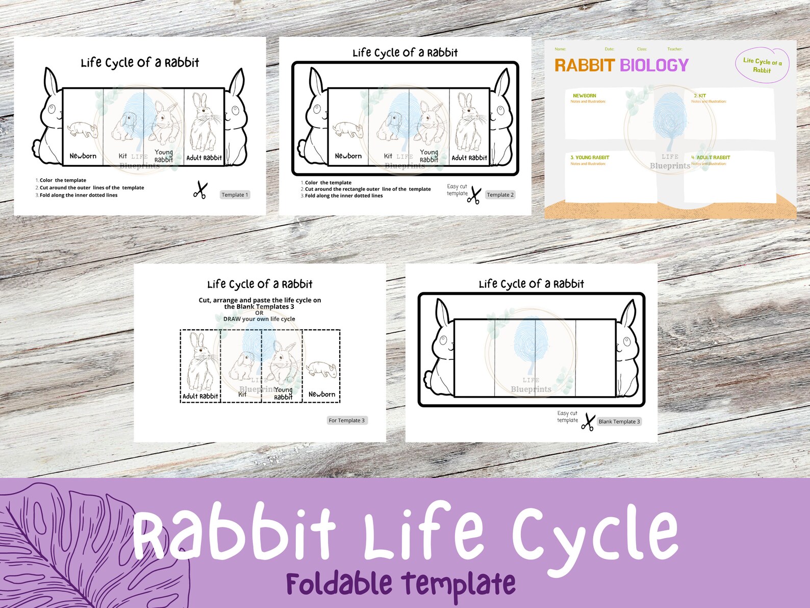 Rabbit Life Cycle Foldable Learning Activity for Kids A4 and 11x8.5 ...