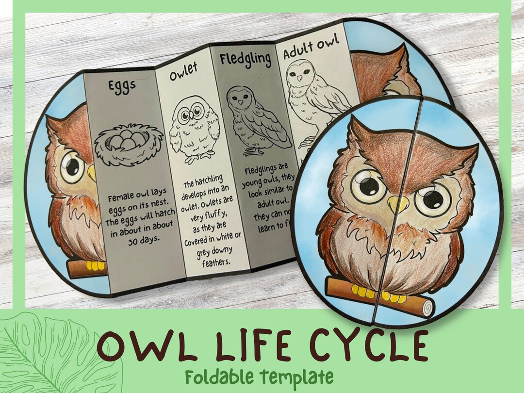 Foldable Owl Life Cycle Learning Activity for Kids A4 and - Etsy