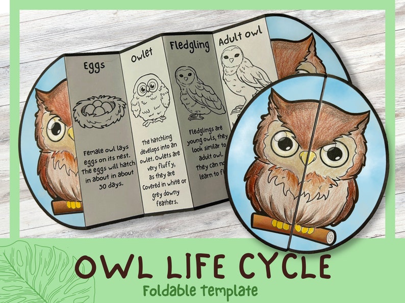Foldable Owl Life Cycle Learning Activity for Kids A4 and - Etsy