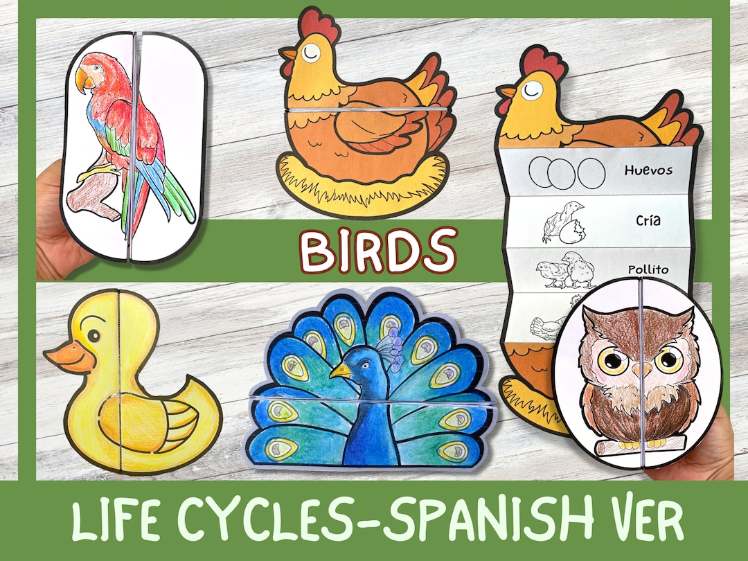 SPANISH Bird Life Cycle Bundle of 6 Templates | Duck, Chicken, Penguin ...